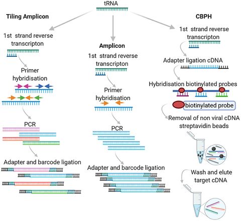 cdna library screening methods