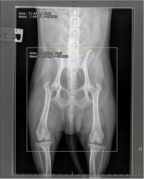 x ray exposure chart veterinary