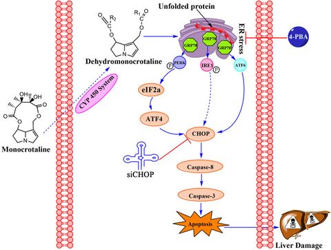 chop dog bite pathway