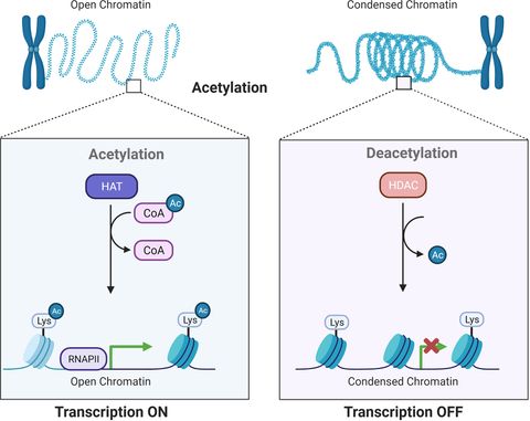 deacetylation