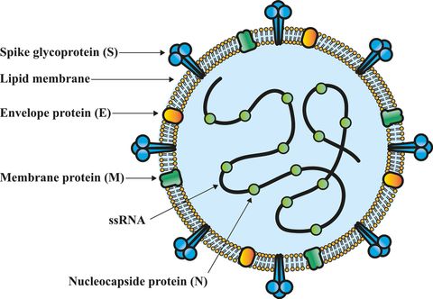 glycoprotein structure prediction
