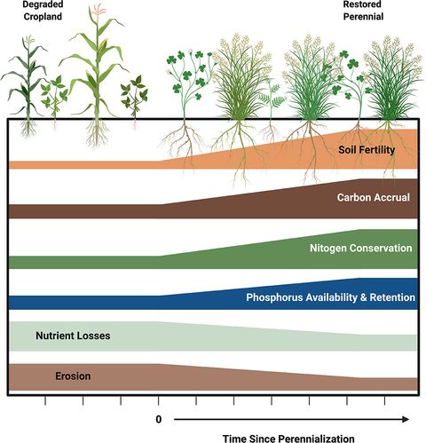 poor soil quality effects