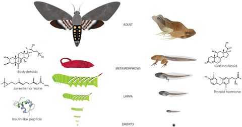 metamorphosis article