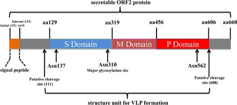 hepatitis e virus entry