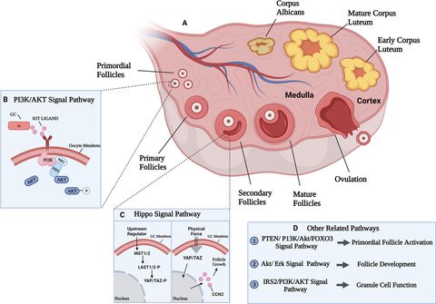 ovarian cortex function