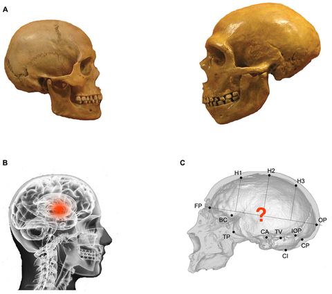 neanderthal skull shape