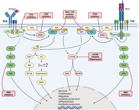 ibrutinib pip