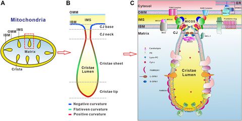 cristae in mitochondria function