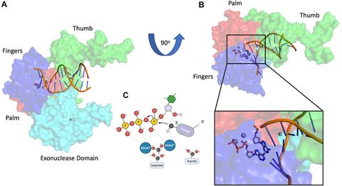 deoxynucleoside triphosphate function