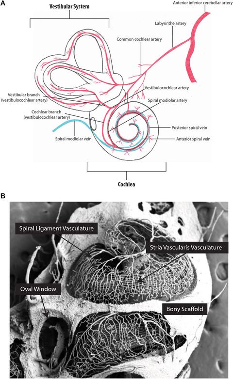 cochlear branch