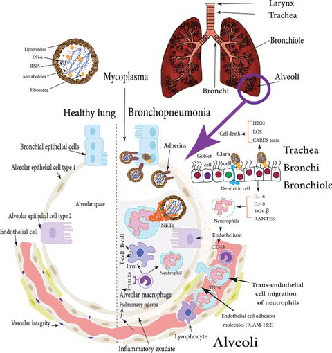 mycoplasma phe