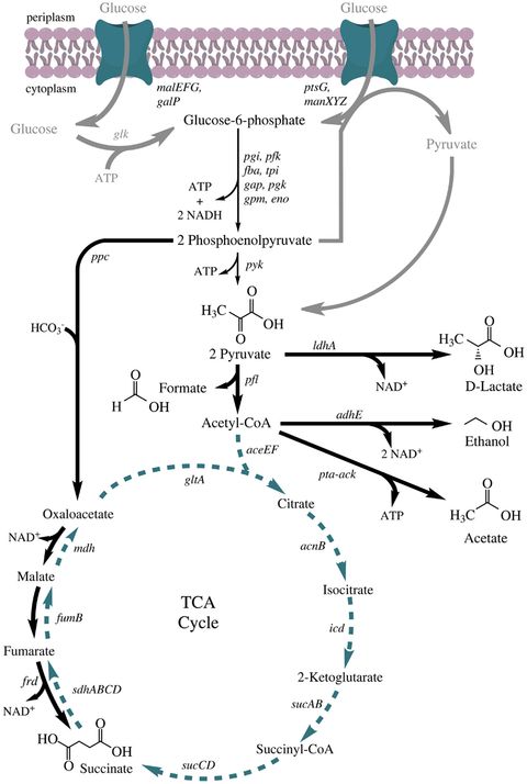 e coli mix
