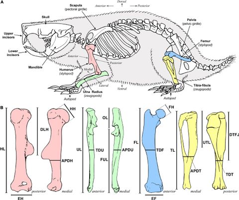 mole lizard skeleton
