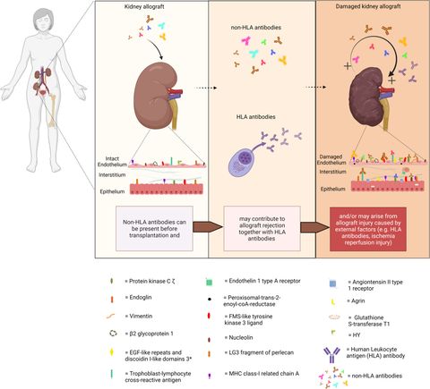 intact antigen