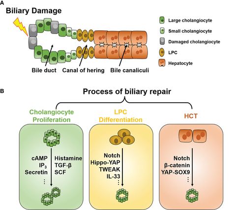 bile canaliculi function
