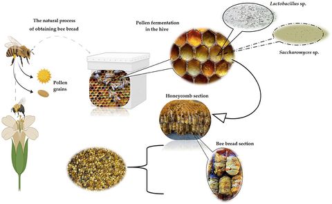 fermentation process of bread