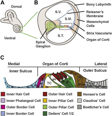 cochlea cross section