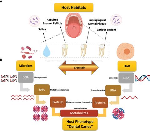 dental caries development process