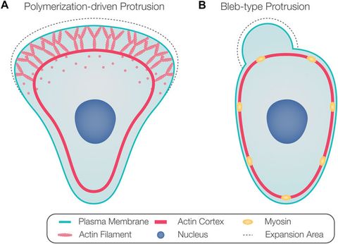 bleb cell membrane
