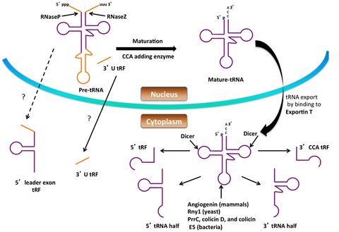 trna in simple terms
