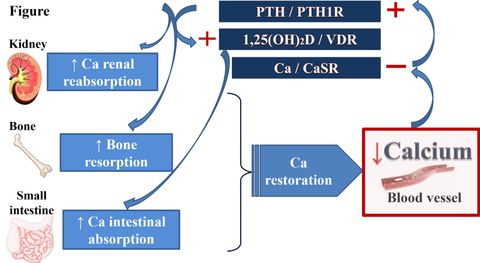 calcium phosphate feedback loop