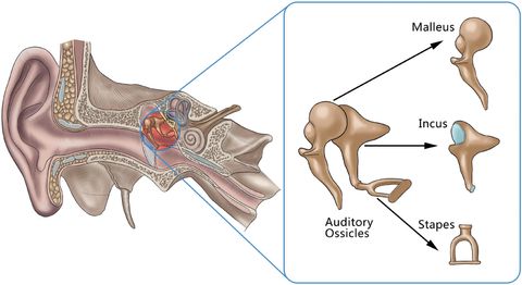 ossicle bones labeled