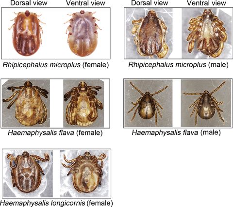 rhipicephalus microplus host