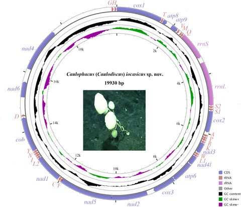 hexactinellida labeled