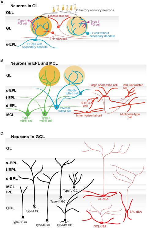 mitral cells function