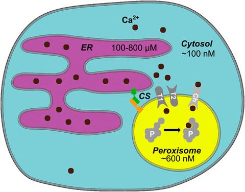 what does the peroxisome look like