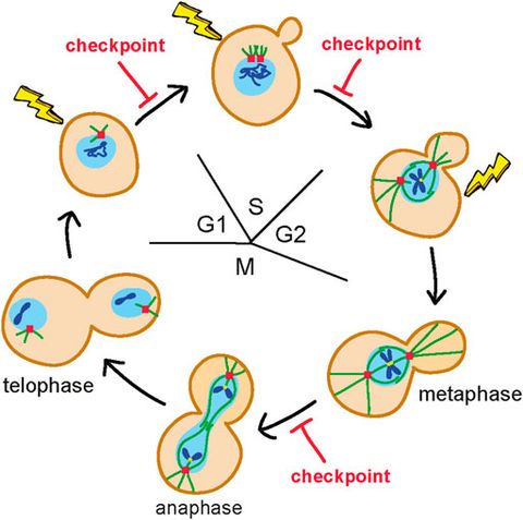 metaphase checkpoint
