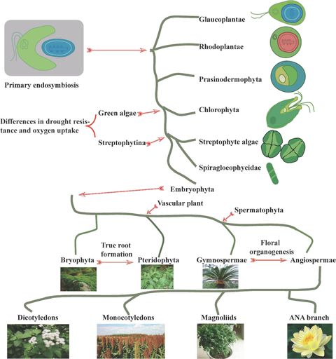 pteridophytes examples trick