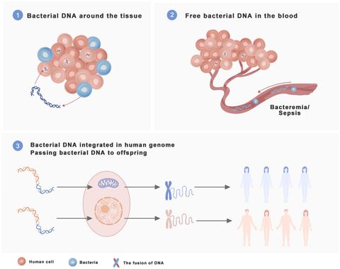dna function in bacteria