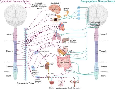 sympathetic trunk origin