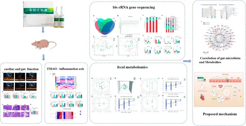 Frontiers | Shenfu injection improves isoproterenol-induced Frontiers | Shenfu injection improves isoproterenol-induced