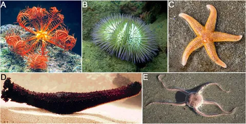Examples Of Echinoderms